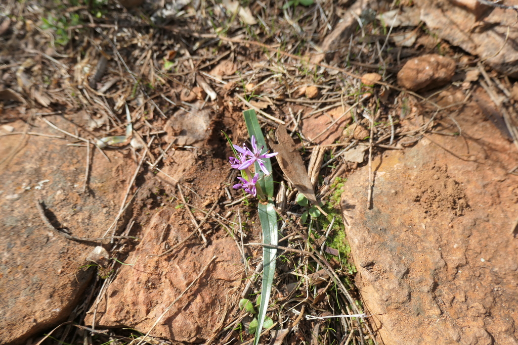 Wurmbea australis from Melrose SA 5483, Australia on July 08, 2021 at ...