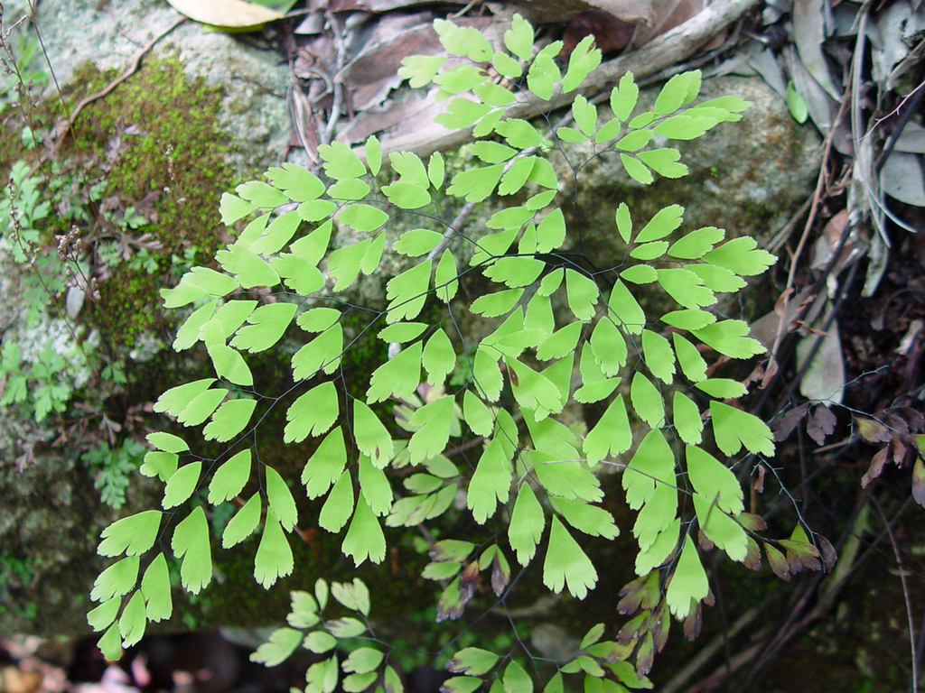 black maidenhair fern from North Andros, The Bahamas on June 29, 2003 ...