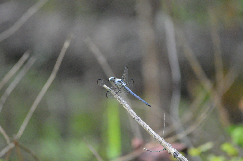 Great Blue Skimmer from Alexander State Forest WMA, Woodworth ...