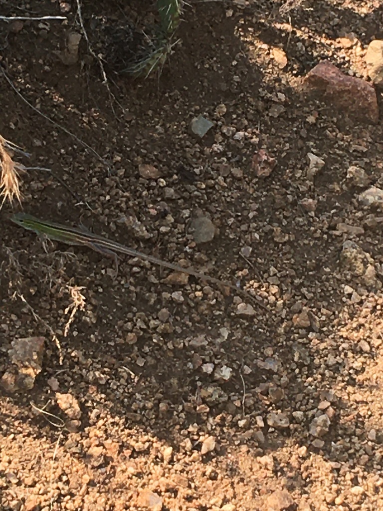 Prairie Racerunner from Cheyenne Mountain State Park, Colorado Springs ...