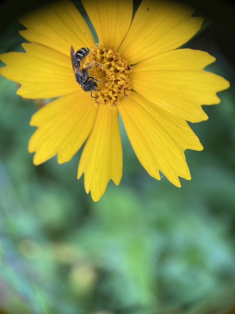 Ligated Furrow Bee in July 2021 by betterbee. ,Sbee, 25, Coreopsis ...