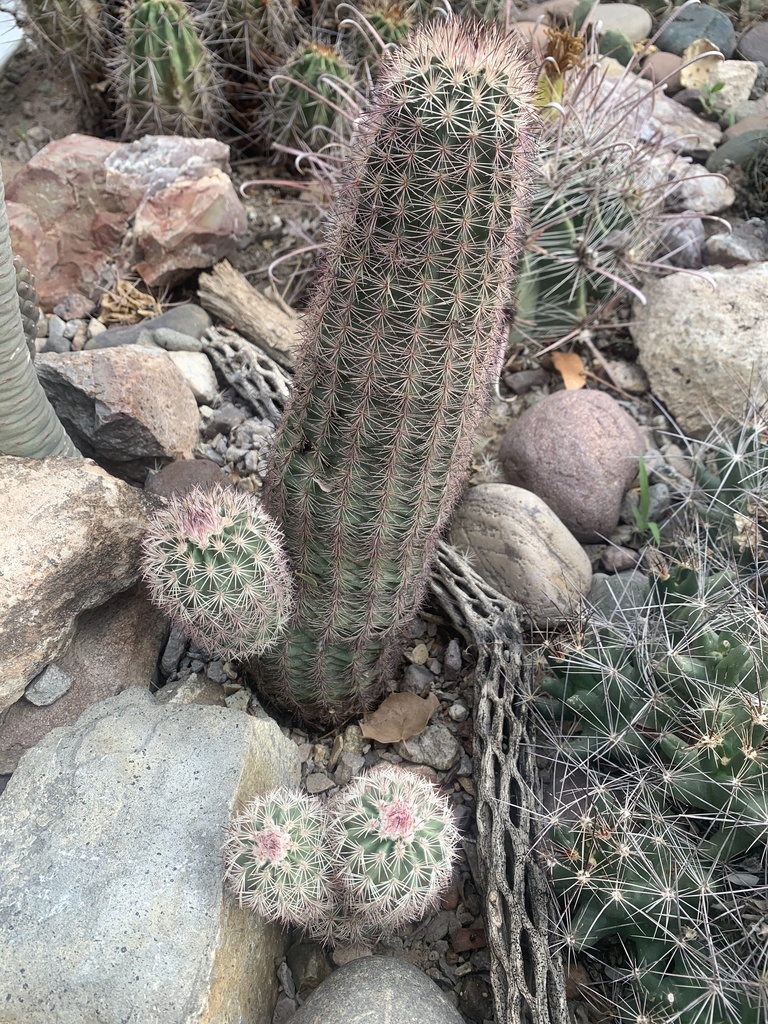 New Mexico Rainbow Cactus from W Organ Ave, Las Cruces, NM, US on July ...