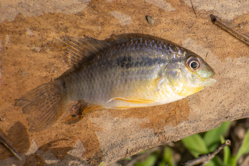 Banded Acara (Bujurquina vittata) · iNaturalist