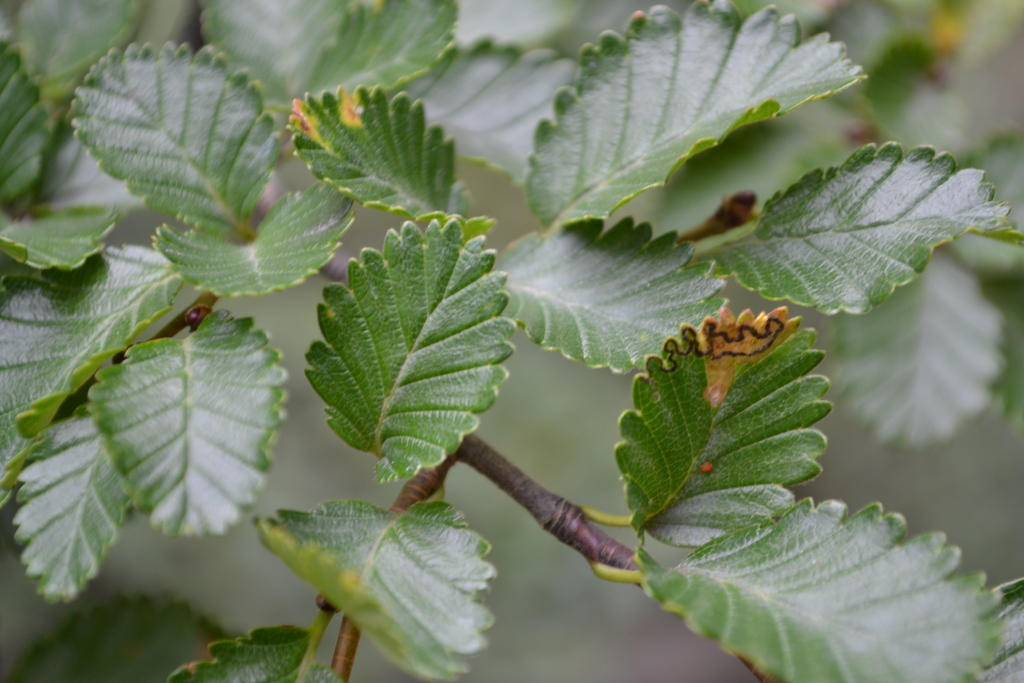 Lenga Beech (Nothofagus pumilio) - Botanical Realm