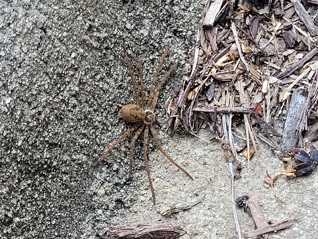 Pantropical Huntsman Spider from Garner on July 11, 2021 at 02:21 PM by ...