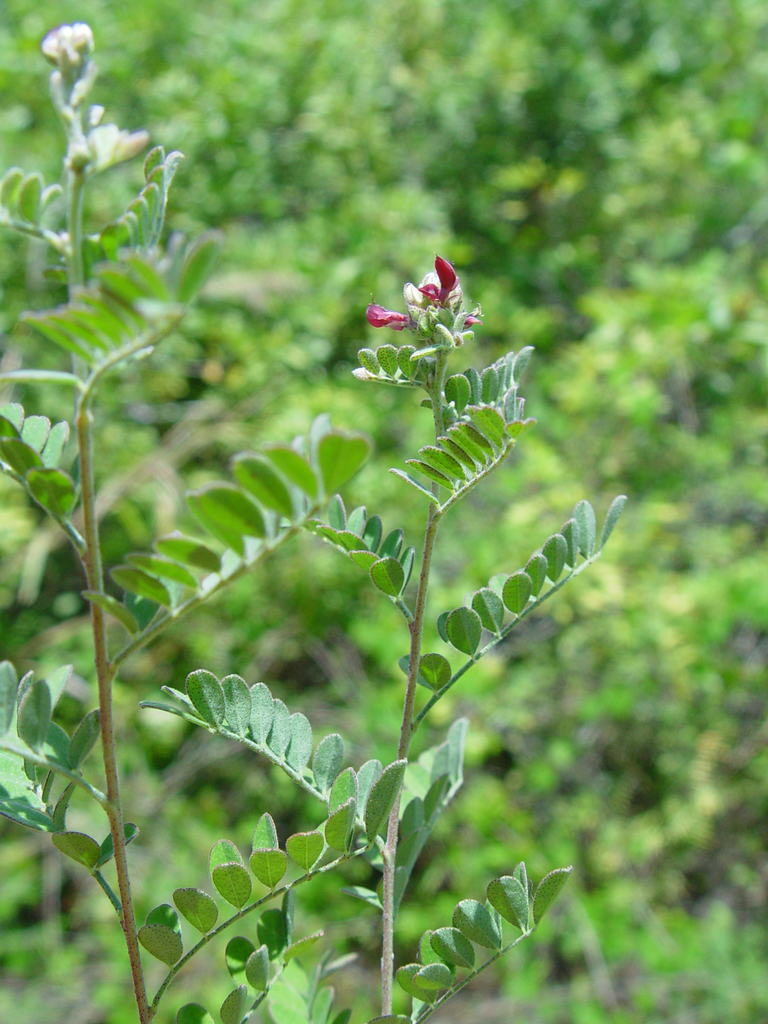 Florida prairie-clover in April 2004 by Keith Bradley · iNaturalist