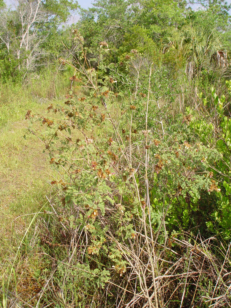 Florida prairie-clover in May 2004 by Keith Bradley · iNaturalist