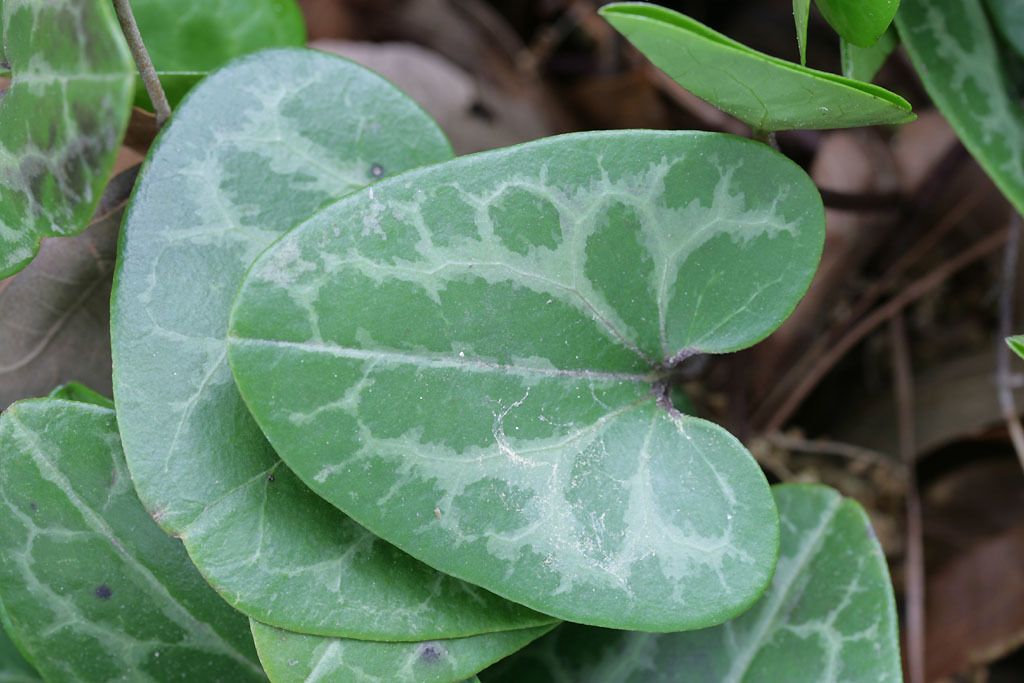 Variableleaf Heartleaf (Spring Ephemerals with Elaiosomes in Virginia ...