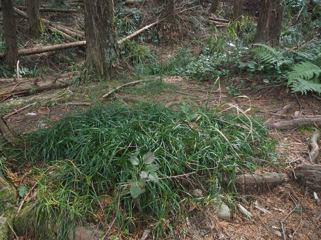 Dwarf Lily-turf from 日本、〒193-0841 東京都八王子市裏高尾町 on March 18, 2018 at 01: ...