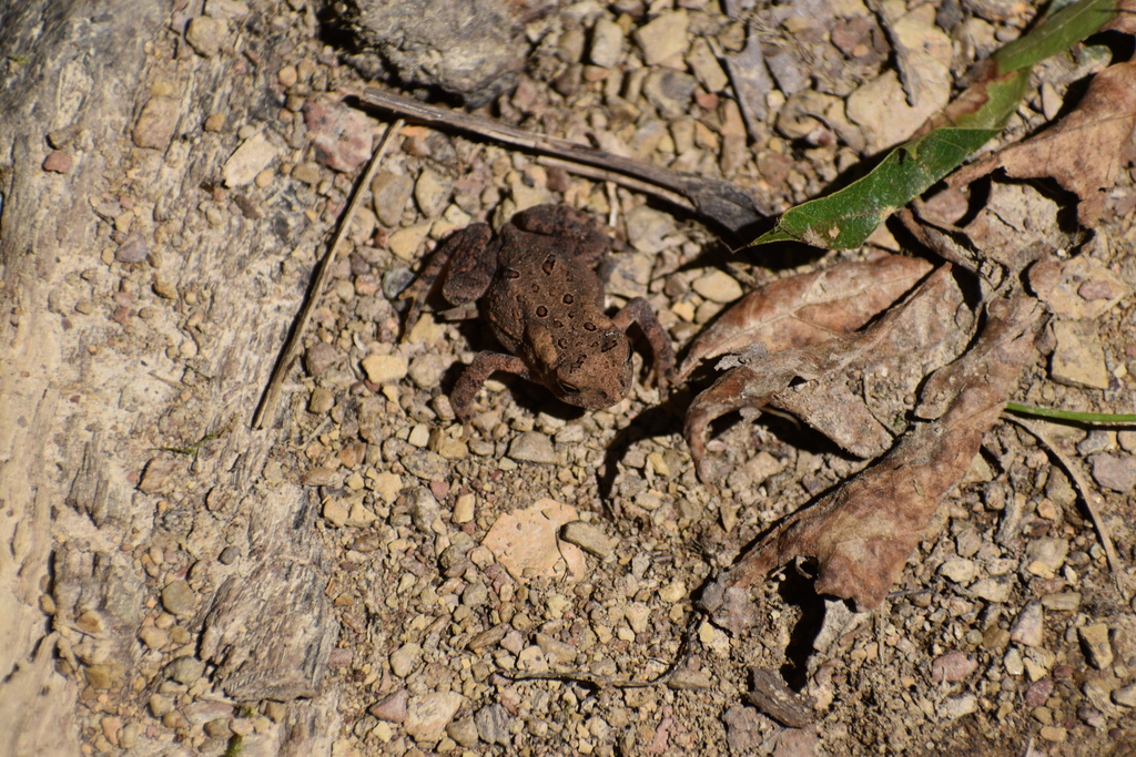North American Toads from Mack St, Natrona Heights, PA, US on July 10 ...