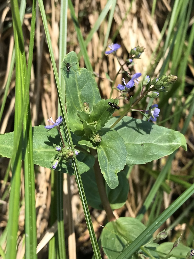 American brooklime from Kern County, US-CA, US on July 11, 2021 at 02: ...