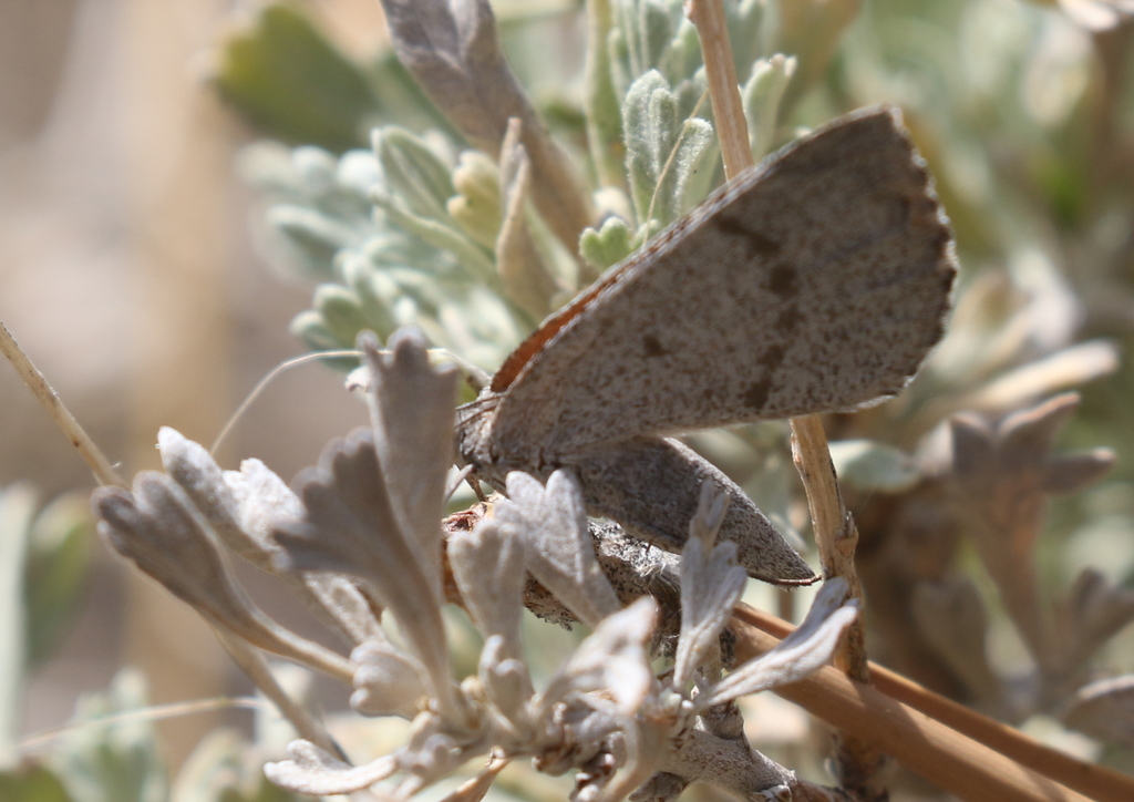 Geometer Moths from San Bernardino, California, United States on July ...