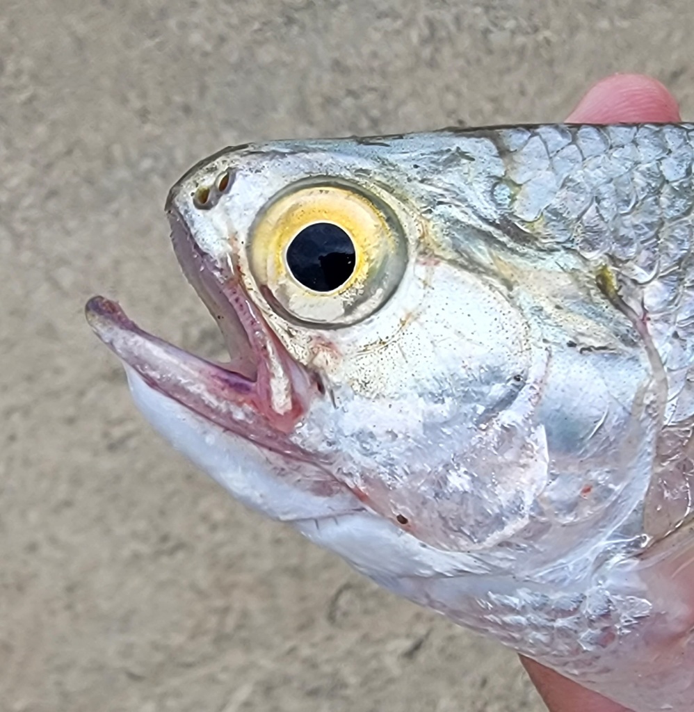 Mooneyes (Hiodontidae) - Marine Life Identification
