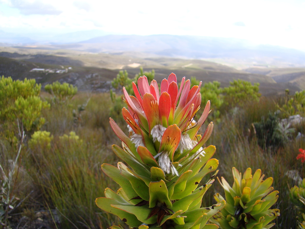 Common Pagoda (Plants of Rooi Els) · iNaturalist