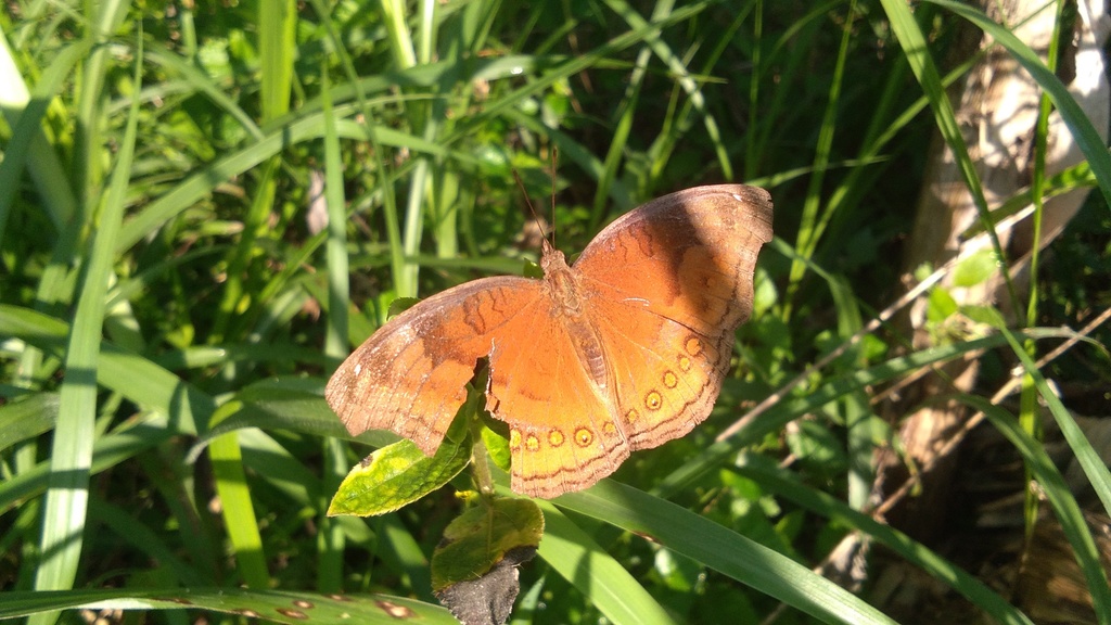 Brown Pansy from Kasihan, Bantul Regency, Special Region of Yogyakarta ...