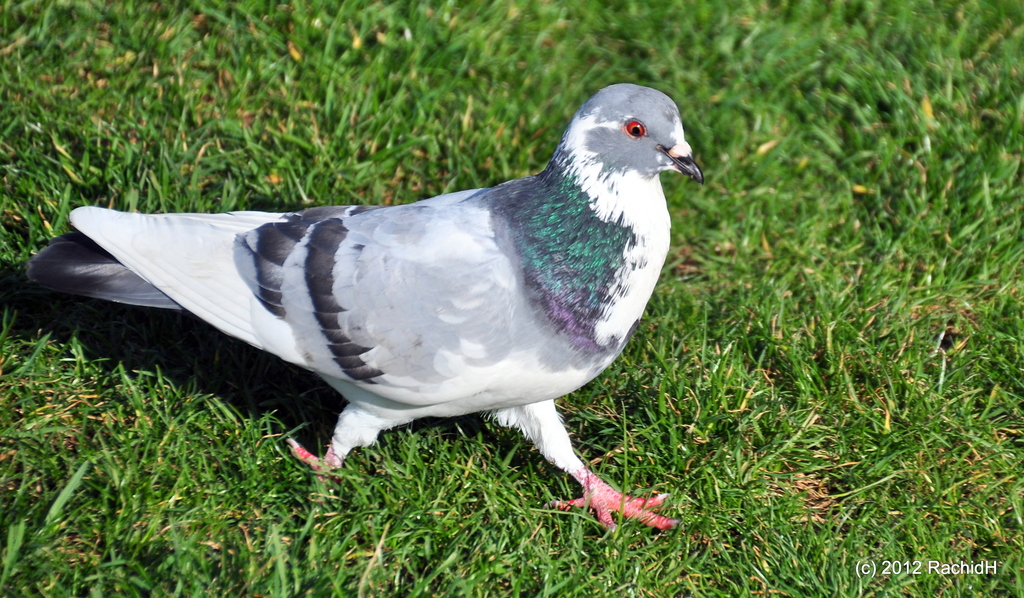 Feral Pigeon (Wildlife and Wildflowers of Central Texas - Birds ...