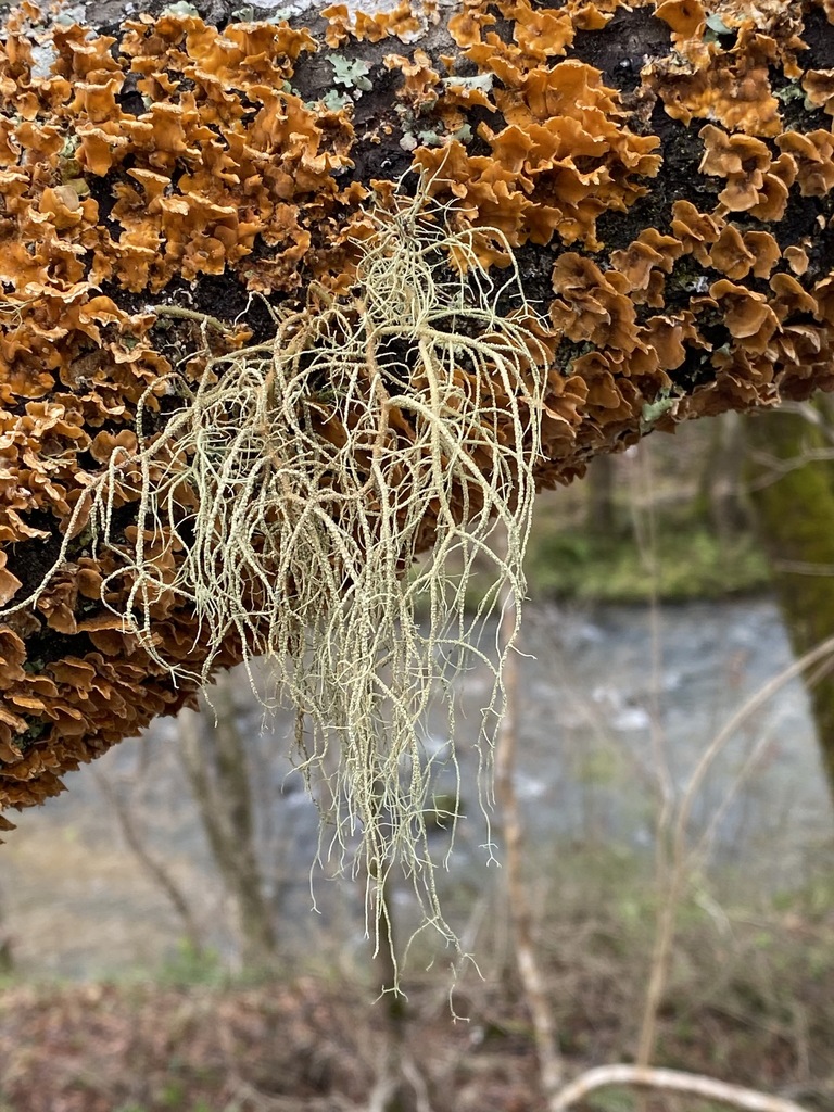 Red Beard Lichen from St. Hwy. 259 at Oakachoy Creek, Coosa County, AL ...