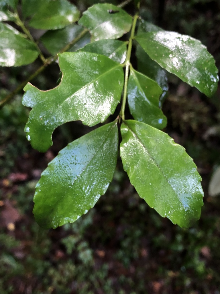 Chilean laurel (Laurelia sempervirens) - Botanical Realm