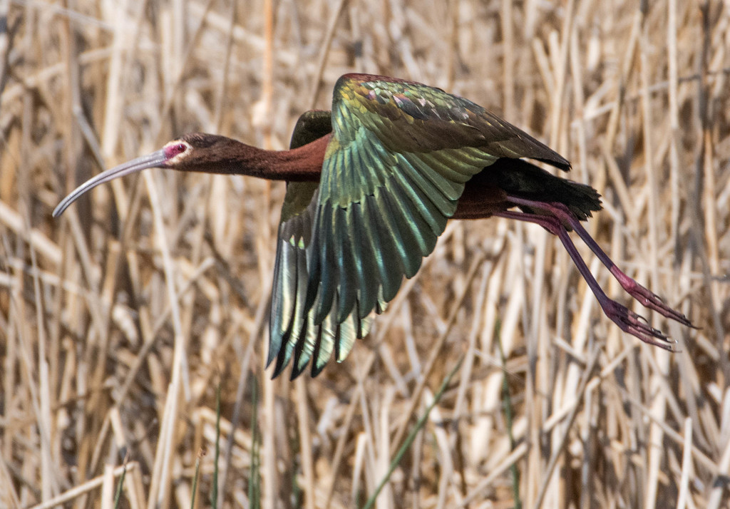White-faced Ibis (Wildlife and Wildflowers of Central Texas - Birds ...
