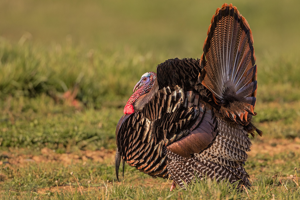 Wild Turkey (Wildlife and Wildflowers of Central Texas - Birds ...
