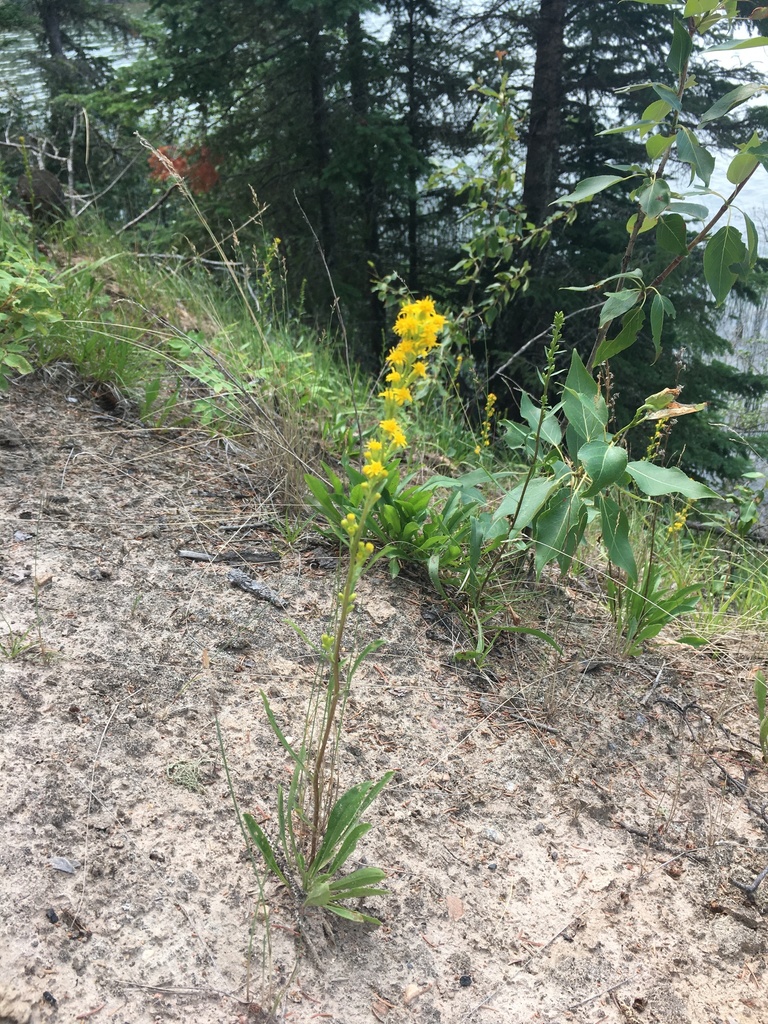 Hairy Goldenrod from Prince Albert National Park, Waskesiu Lake, SK, CA ...