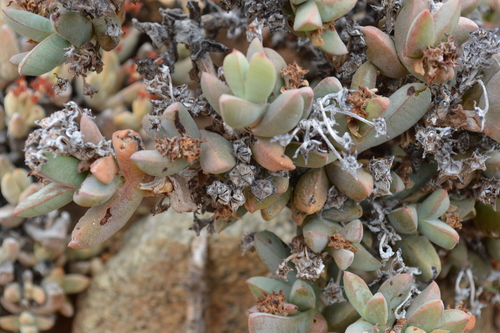 Antimima modesta · iNaturalist United Kingdom