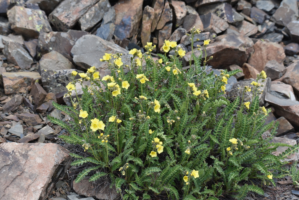 Biebersteinia odora from Кош-Агачский р-н, Респ. Алтай, Россия on June ...