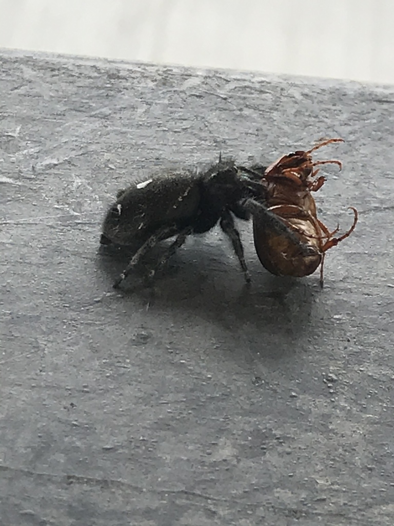 Bold Jumping Spider from Osage County, US-OK, US on July 10, 2021 at 08 ...