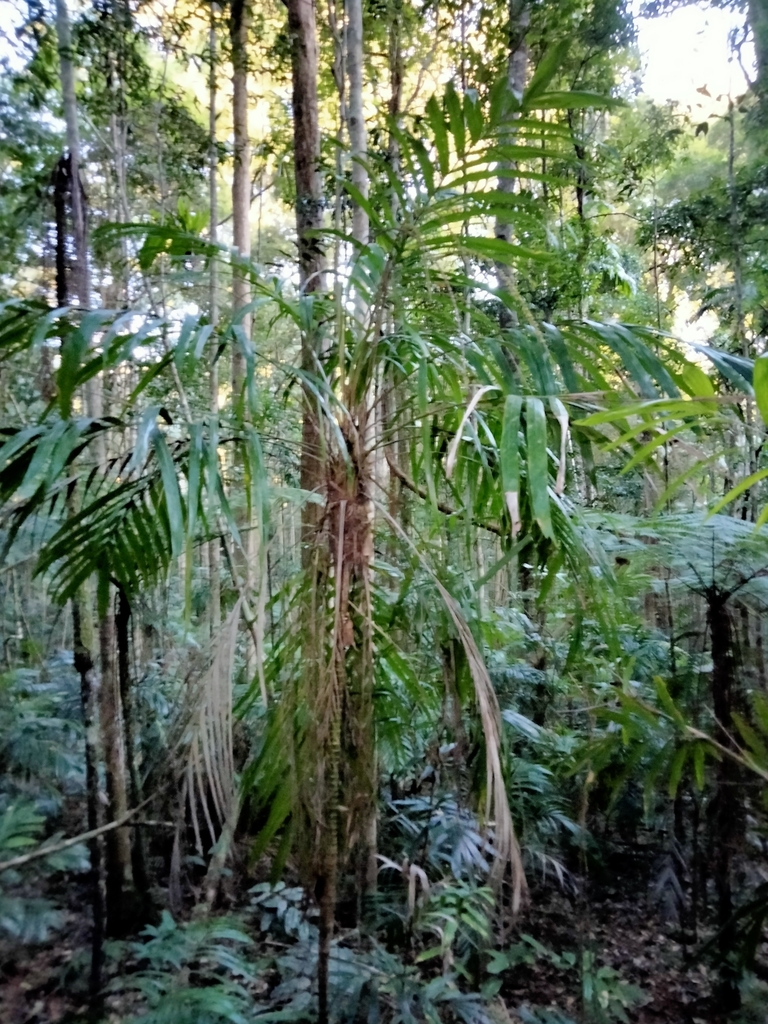 Walking stick palm from Korora NSW 2450, Australia on July 12, 2021 at 04:00 PM by Nick Lambert ...
