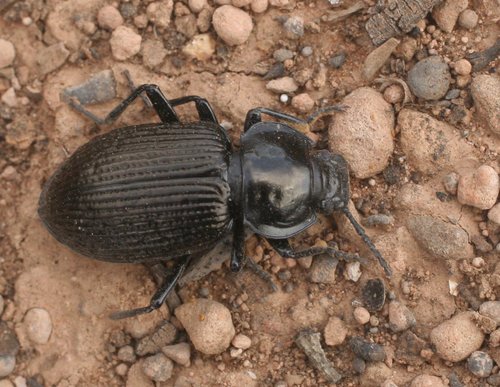 Adelium occidentale · iNaturalist