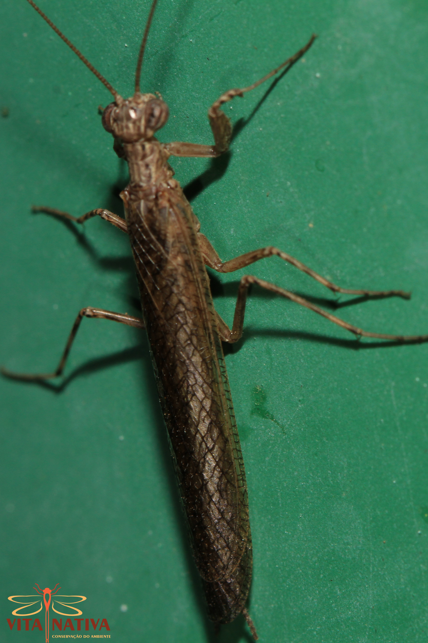 Amorphoscelidae