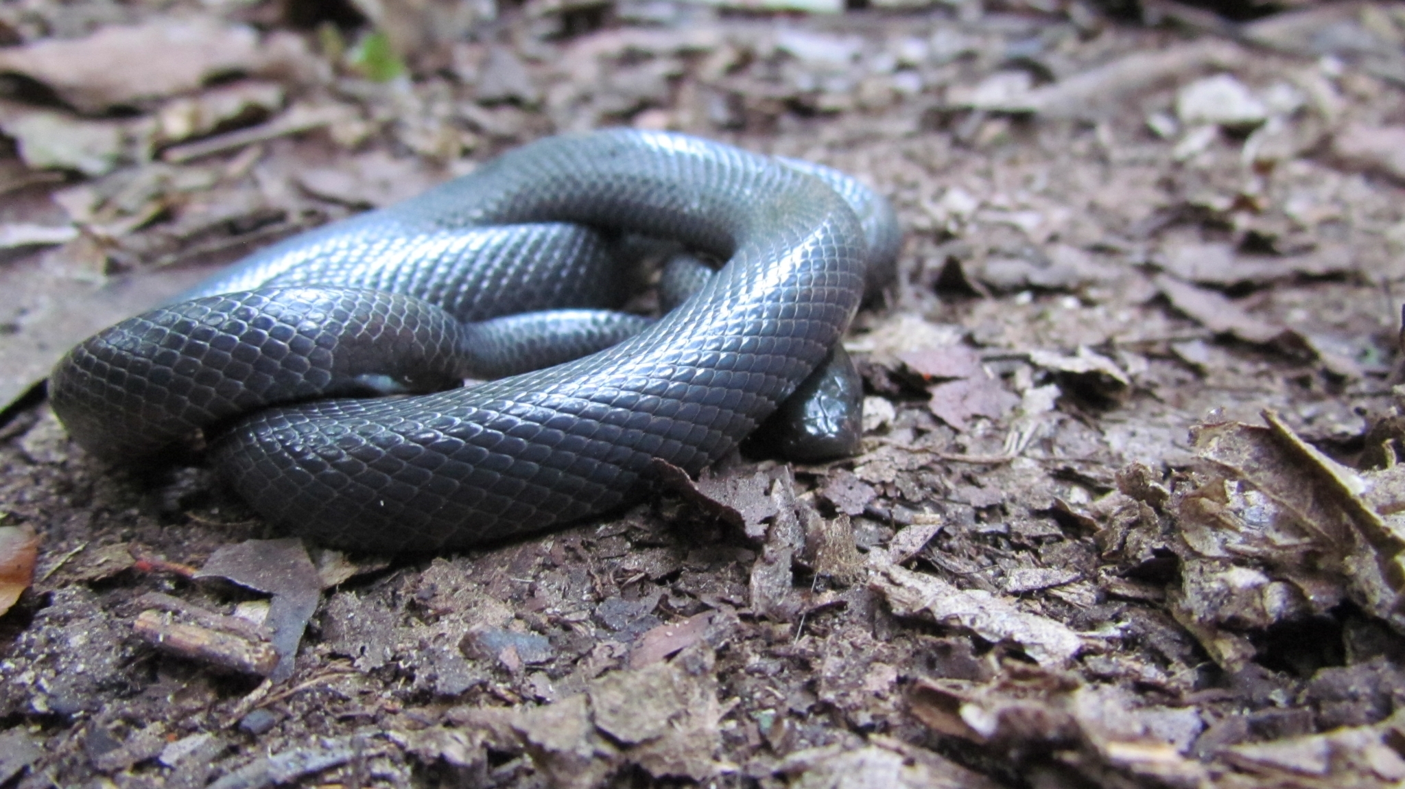Amblyodipsas concolor (Smith, 1849)