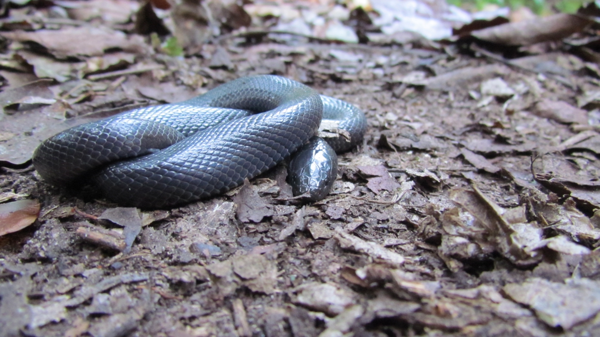 Amblyodipsas concolor (Smith, 1849)