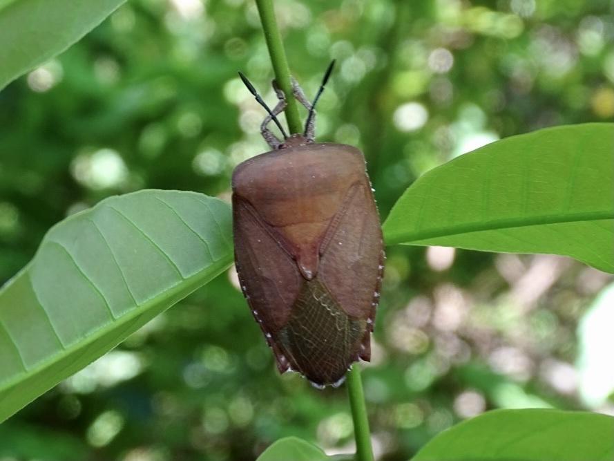 Lychee Stink Bug from Lantau Island, Tung Chung, New Territories, HK on ...