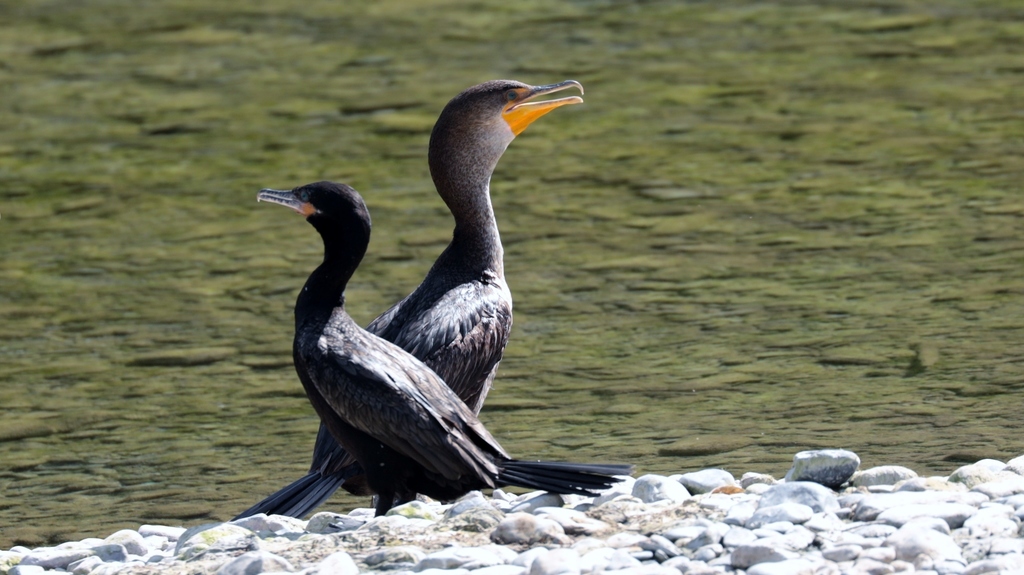 Double-crested Cormorant from La Turbina, 65255 Sabinas Hidalgo, N.L ...