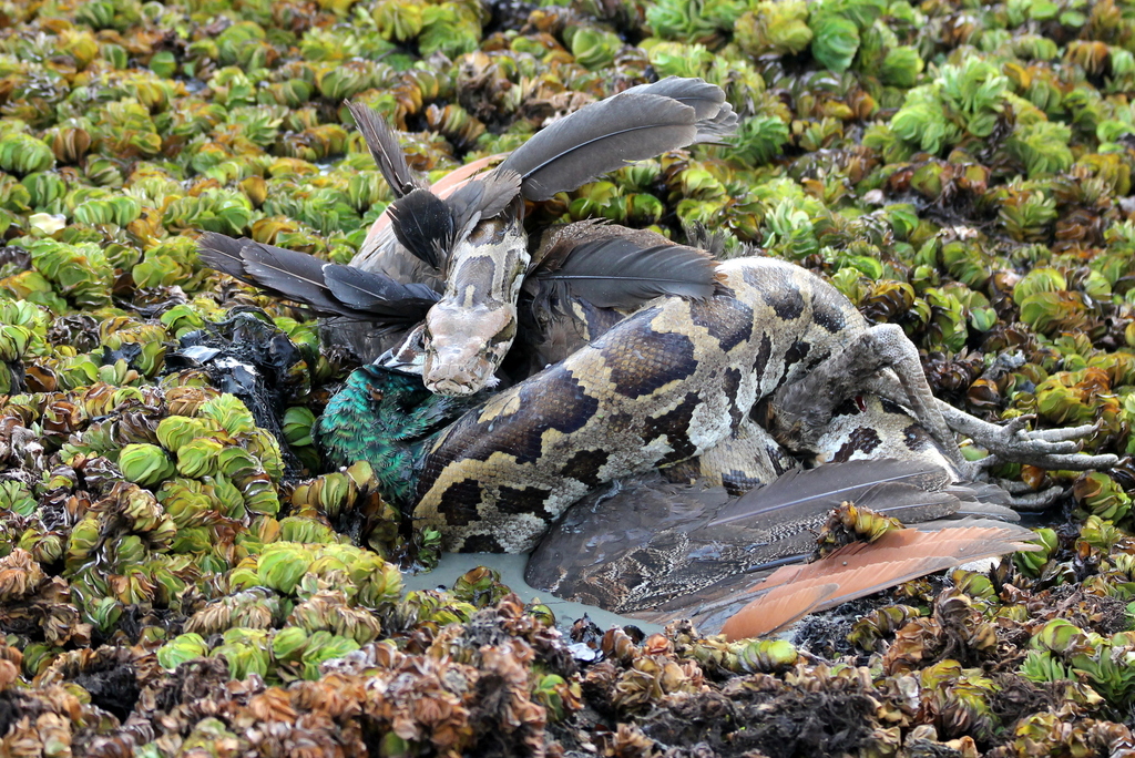 Pythons - Snakes and Lizards