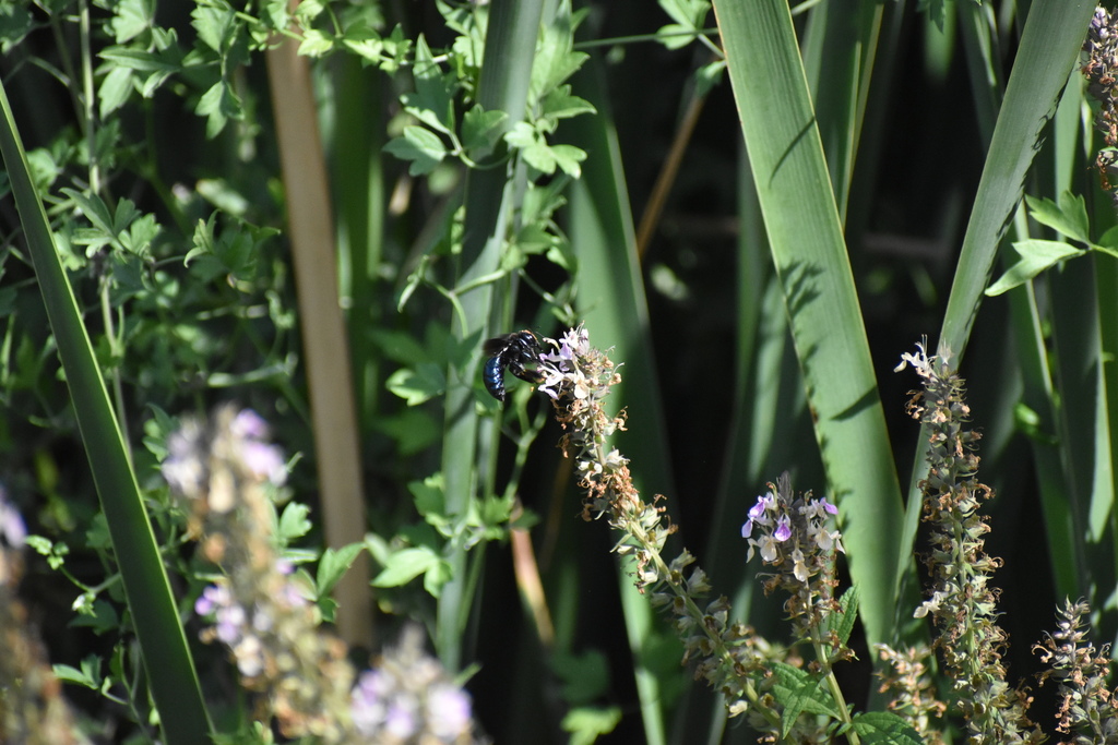 Arizona Carpenter Bee from Meoqui, Chih., México on July 11, 2021 at 09 ...