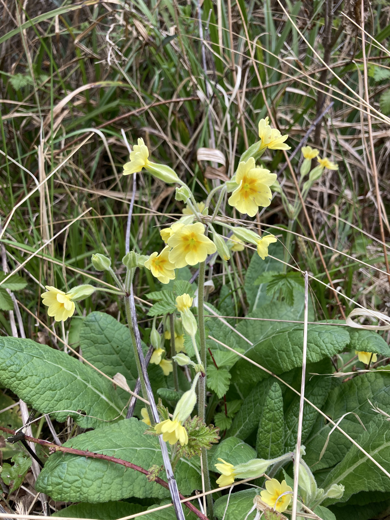 Oxlip from Sawtry, Huntingdon, England, GB on May 1, 2021 at 12:17 PM ...