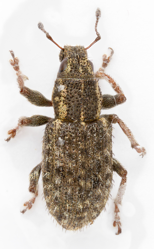 Clover Weevil (Sitona hispidulus) · iNaturalist