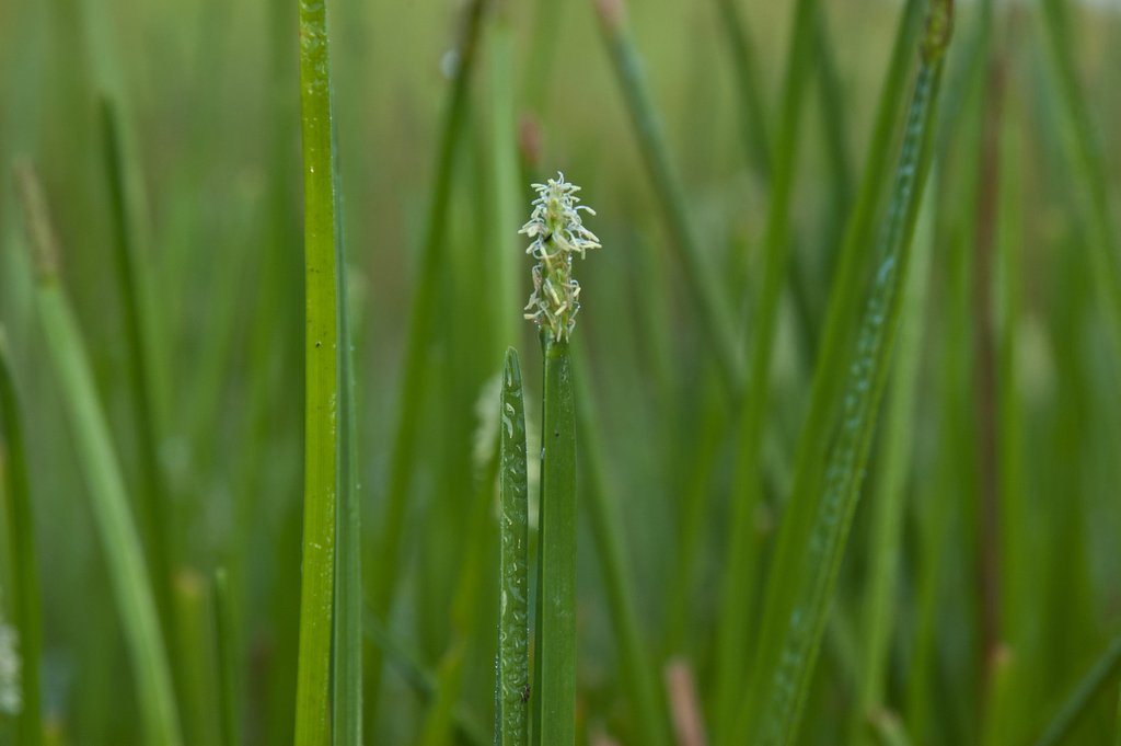 Eleocharis acutangula from Lee, Florida, United States on October 6 ...