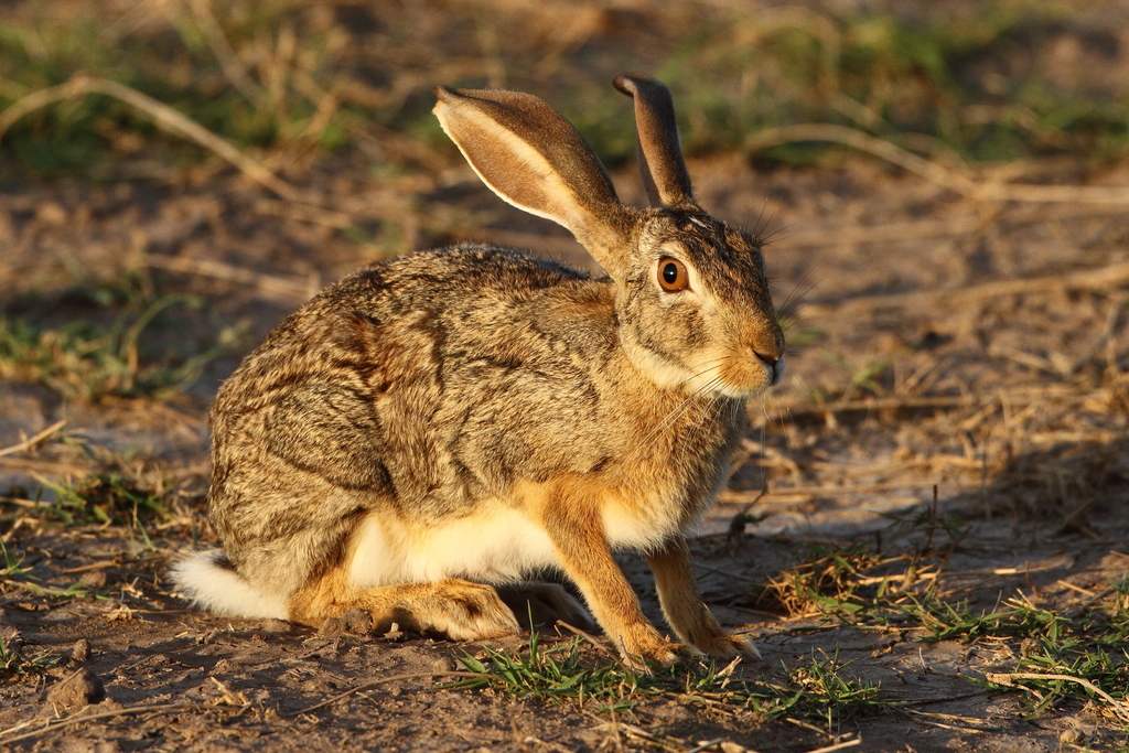 African Savannah Hare from Loitokitok, Kenia on December 08, 2012 at 05 ...