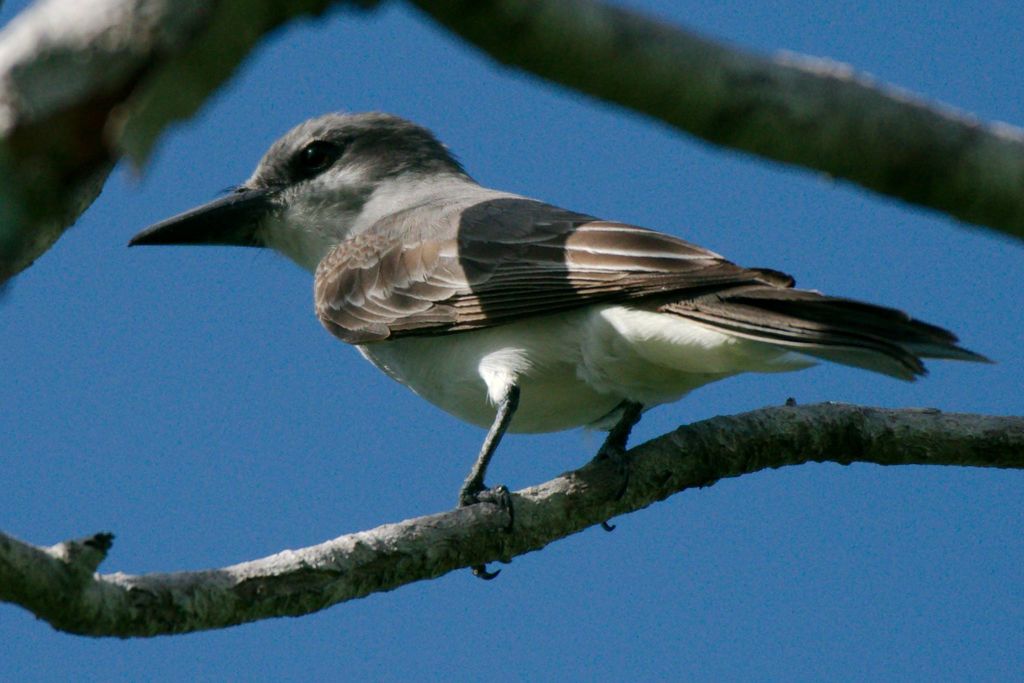 Gray Kingbird from Islamorada, FL, USA on July 11, 2021 at 08:37 AM by ...