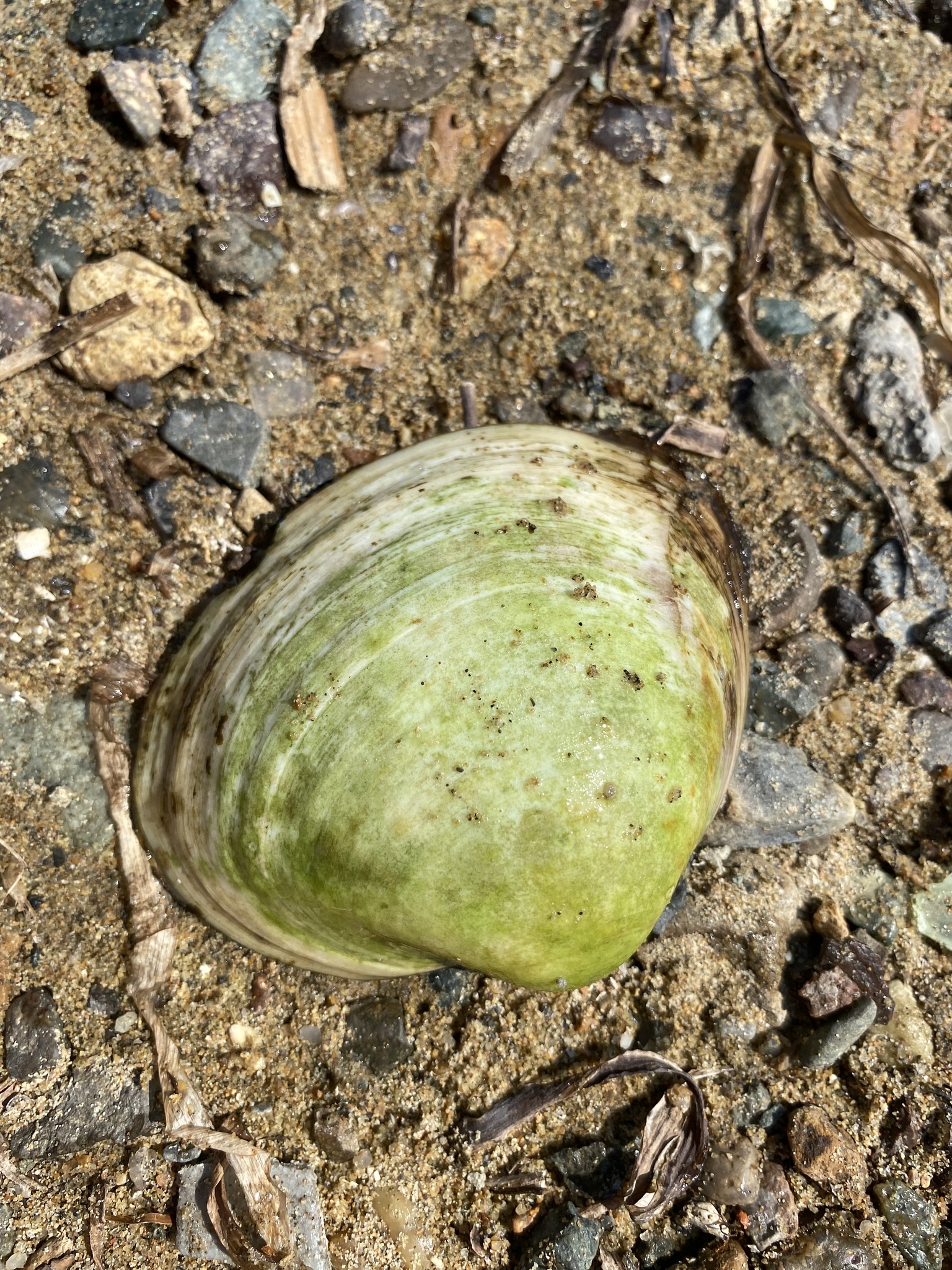 Spisula sachalinensis (Schrenck, 1862)