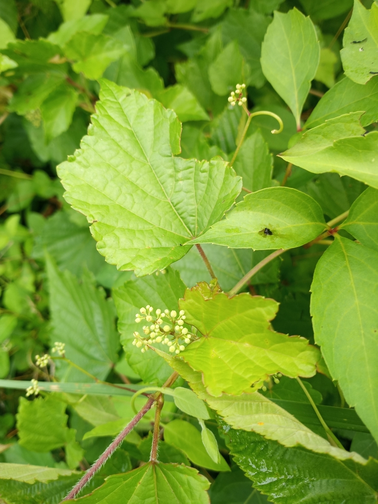 Porcelain Berry from Plummer House, Lothian, MD 20711, USA on July 12 ...