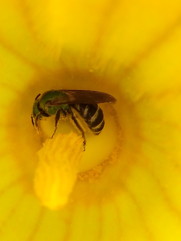 Bicolored Striped Sweat Bee from Little Compton, RI, USA on July 11 ...