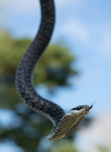 Cuban Lesser Racer (Caraiba andreae) - Snakes and Lizards