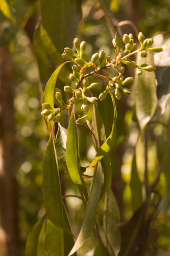Cestrum bahamense · iNaturalist Chile