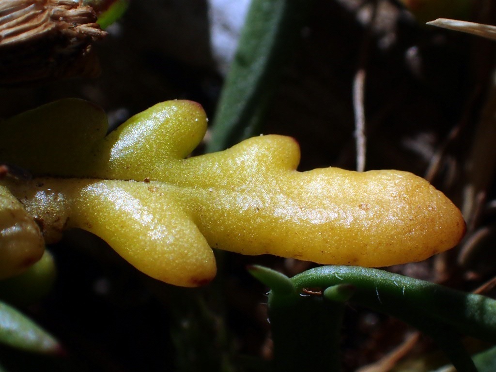 Shore Groundsel from Mahanga Bay, Wellington, New Zealand on December ...