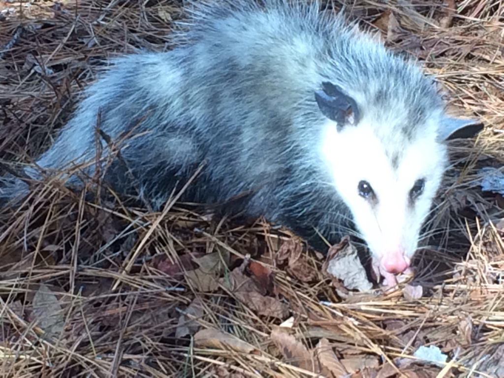 Virginia Opossum from 30277, Sharpsburg, GA, US on December 17, 2014 at ...