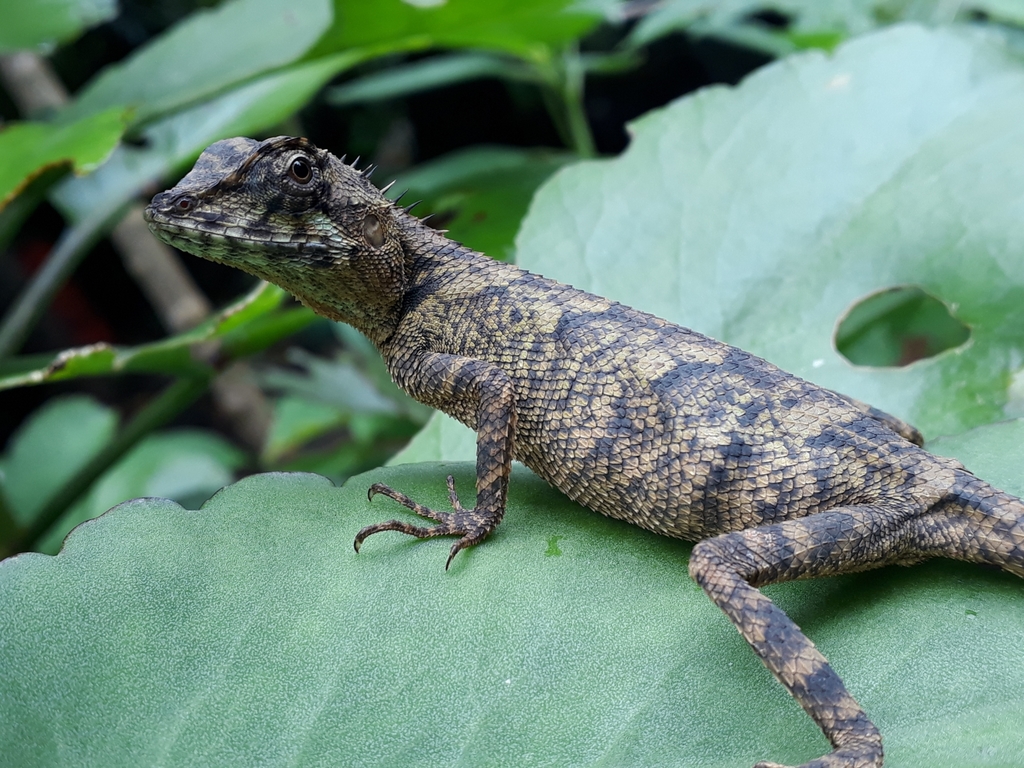 Roux's Forest Lizard from Yellapur, Karnataka, India on July 11, 2021 ...